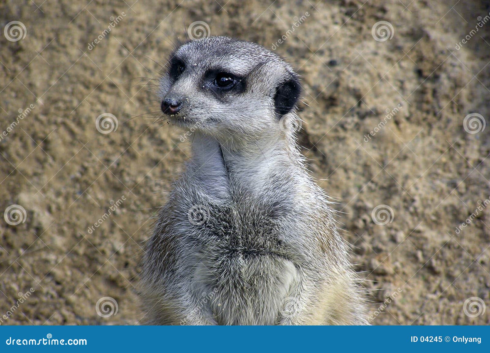 Meerkat portrait stock image. Image of animal, cuddly, meerkats - 4245