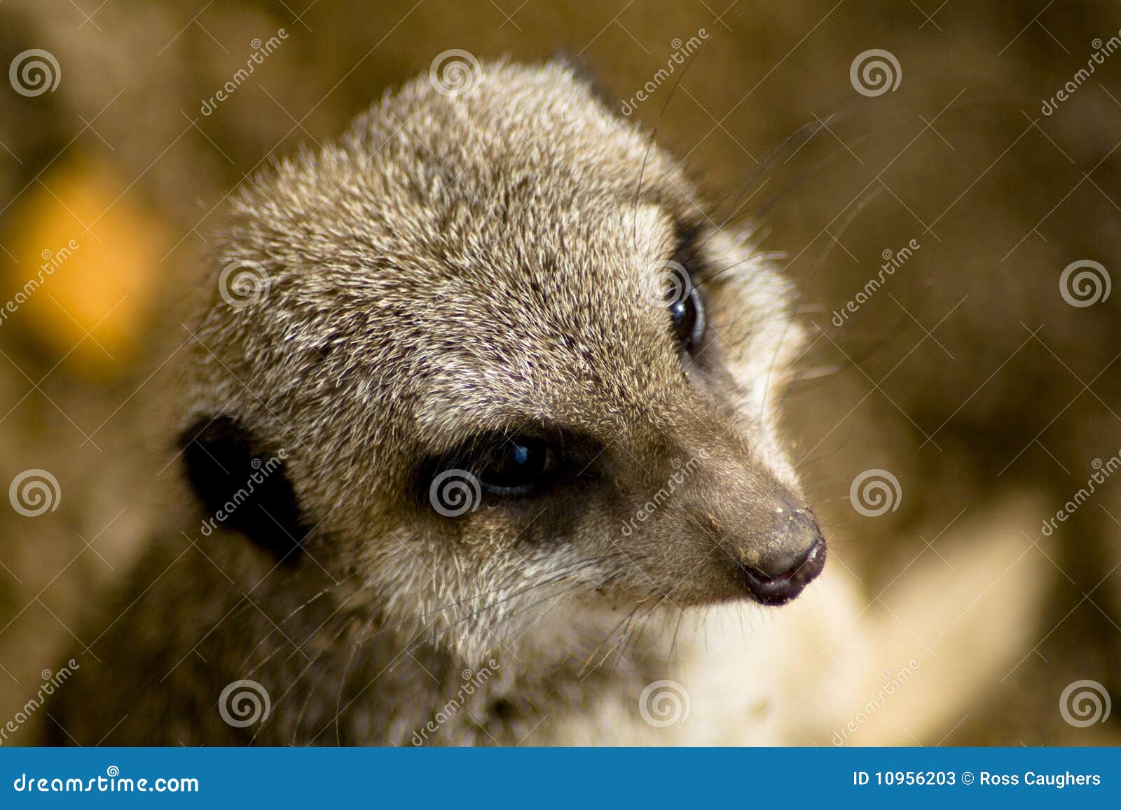 Meerkat portrait stock image. Image of suricate, suricatta - 10956203