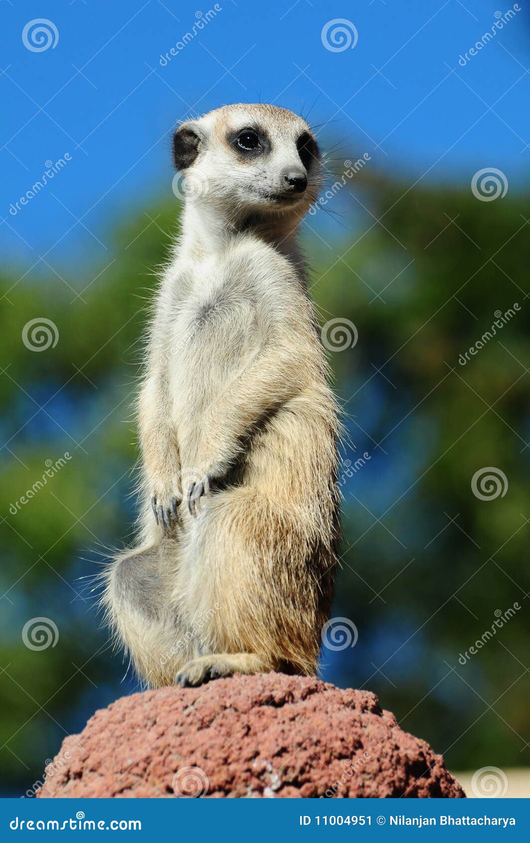 6,556 Meerkat Portrait Photo Photos - Free & Royalty-Free Stock Photos ...