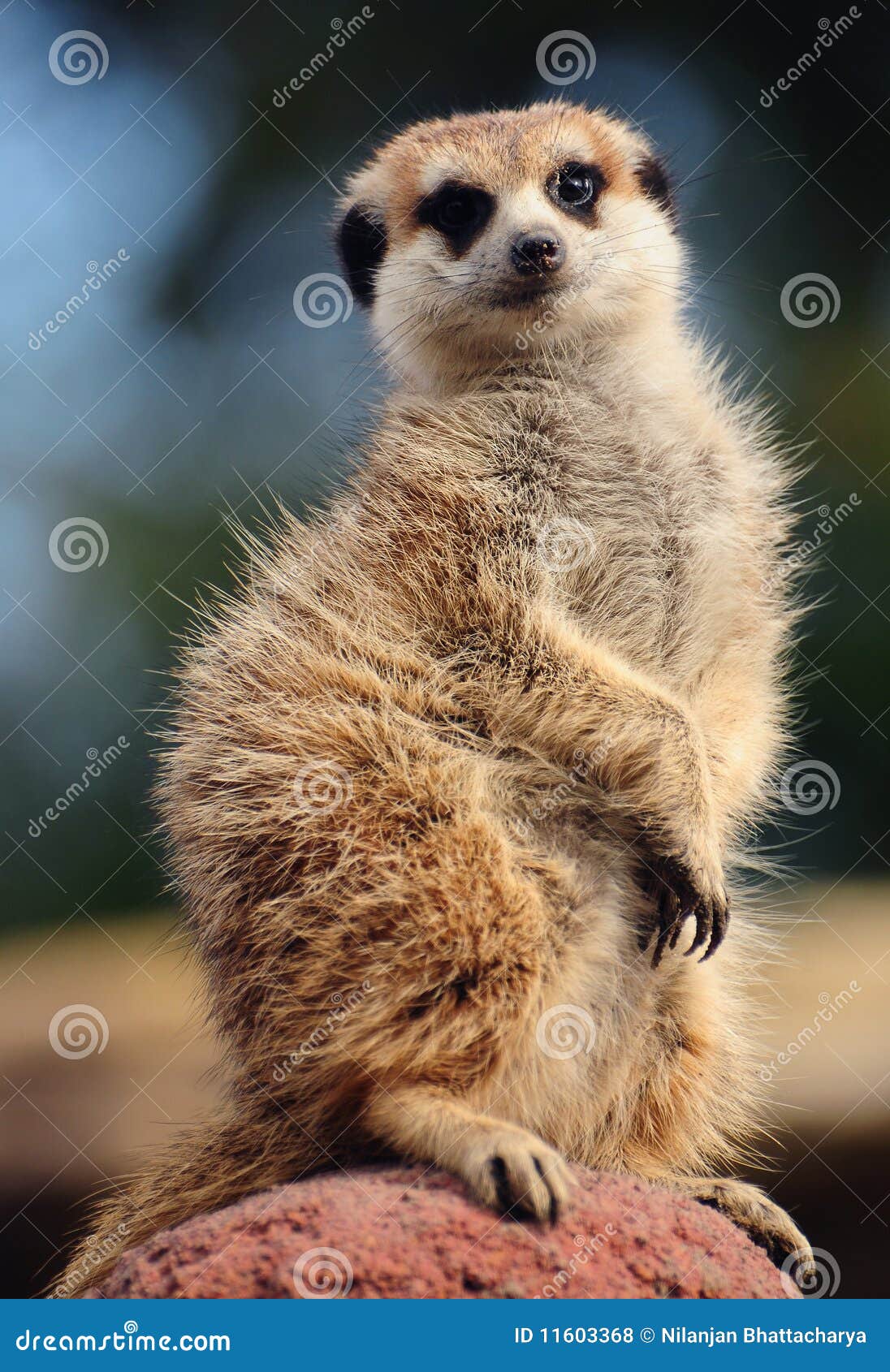 Meerkat portrait stock photo. Image of mouth, nature - 11603368