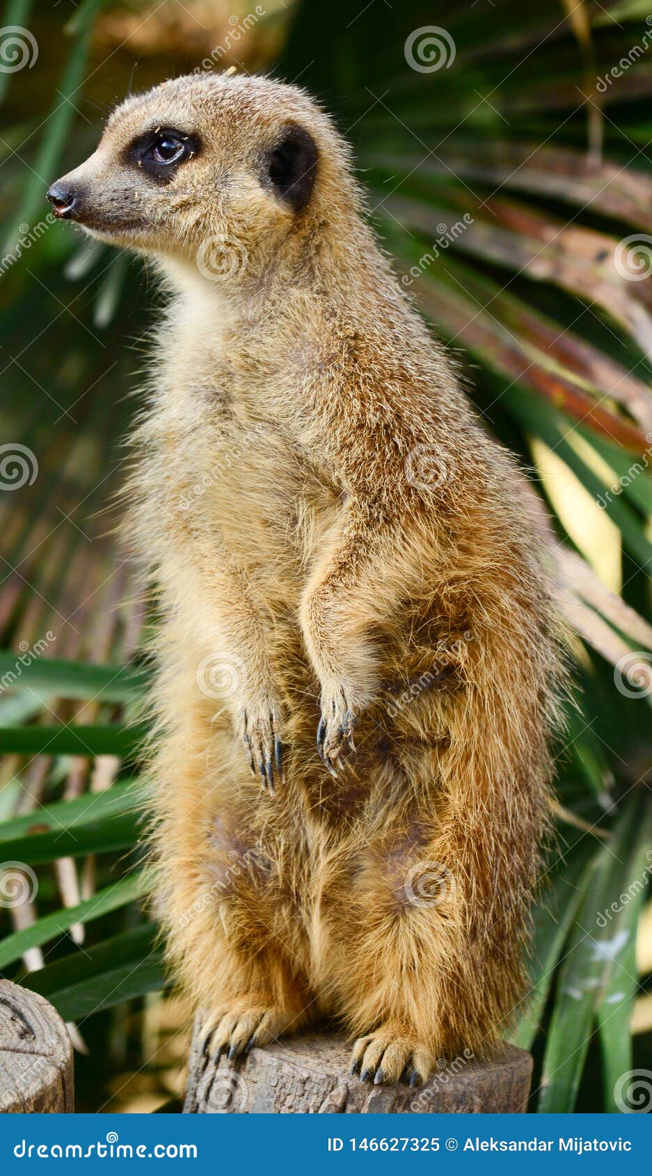 Meerkat portrait stock image. Image of conservation - 146627325
