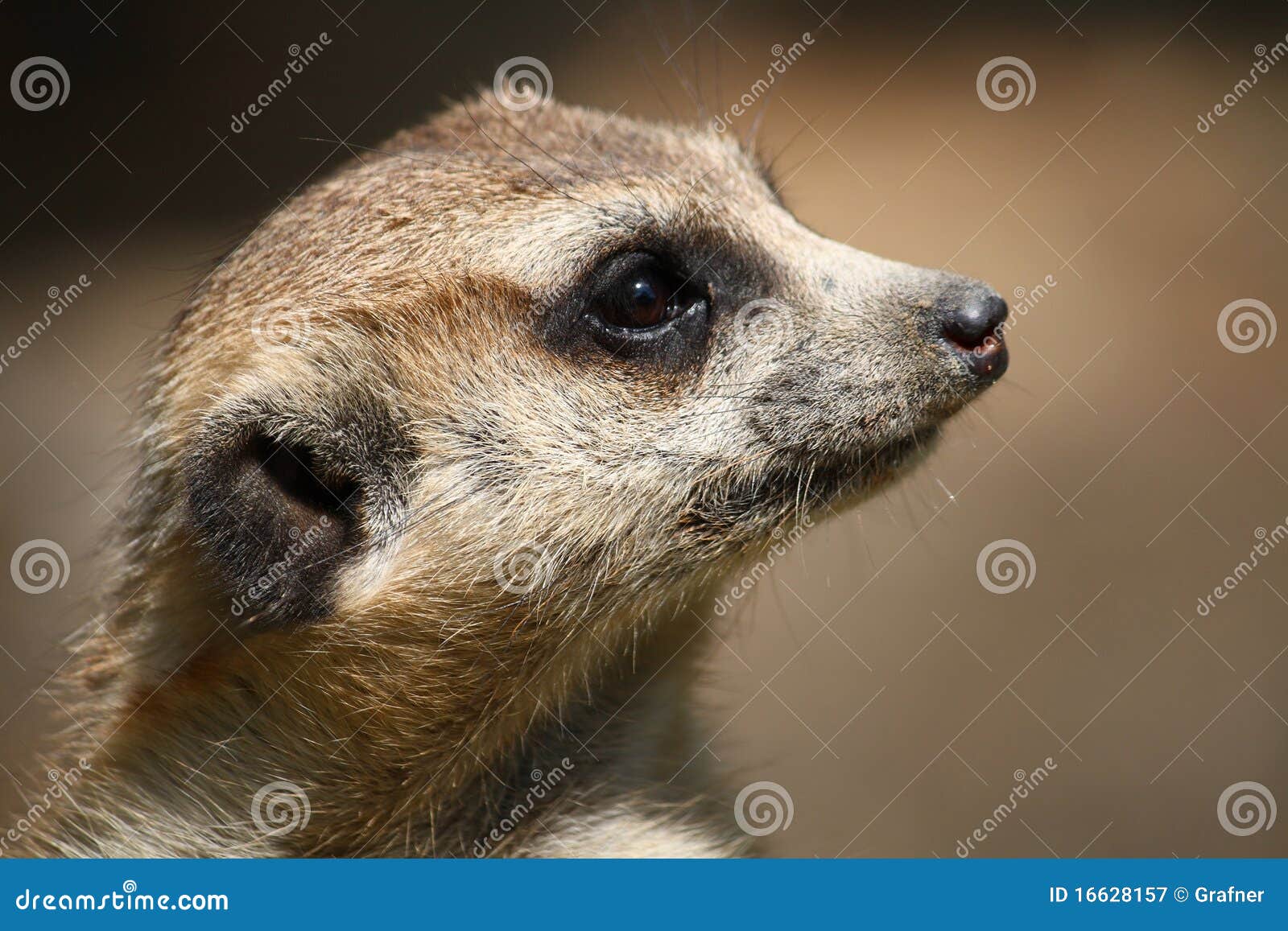 Meerkat portrait stock image. Image of sand, playful - 16628157