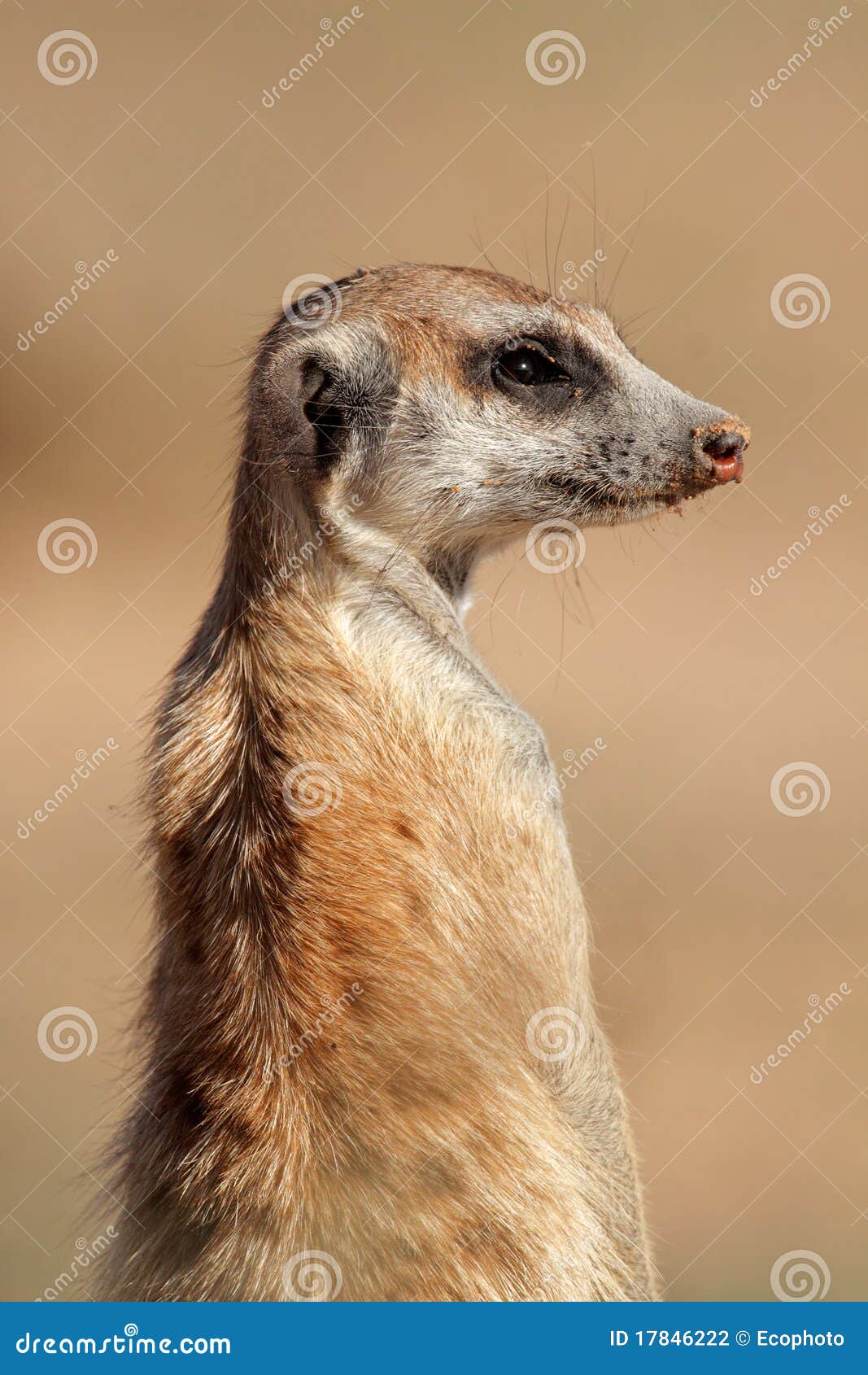 Meerkat portrait stock photo. Image of snout, guarding - 17846222
