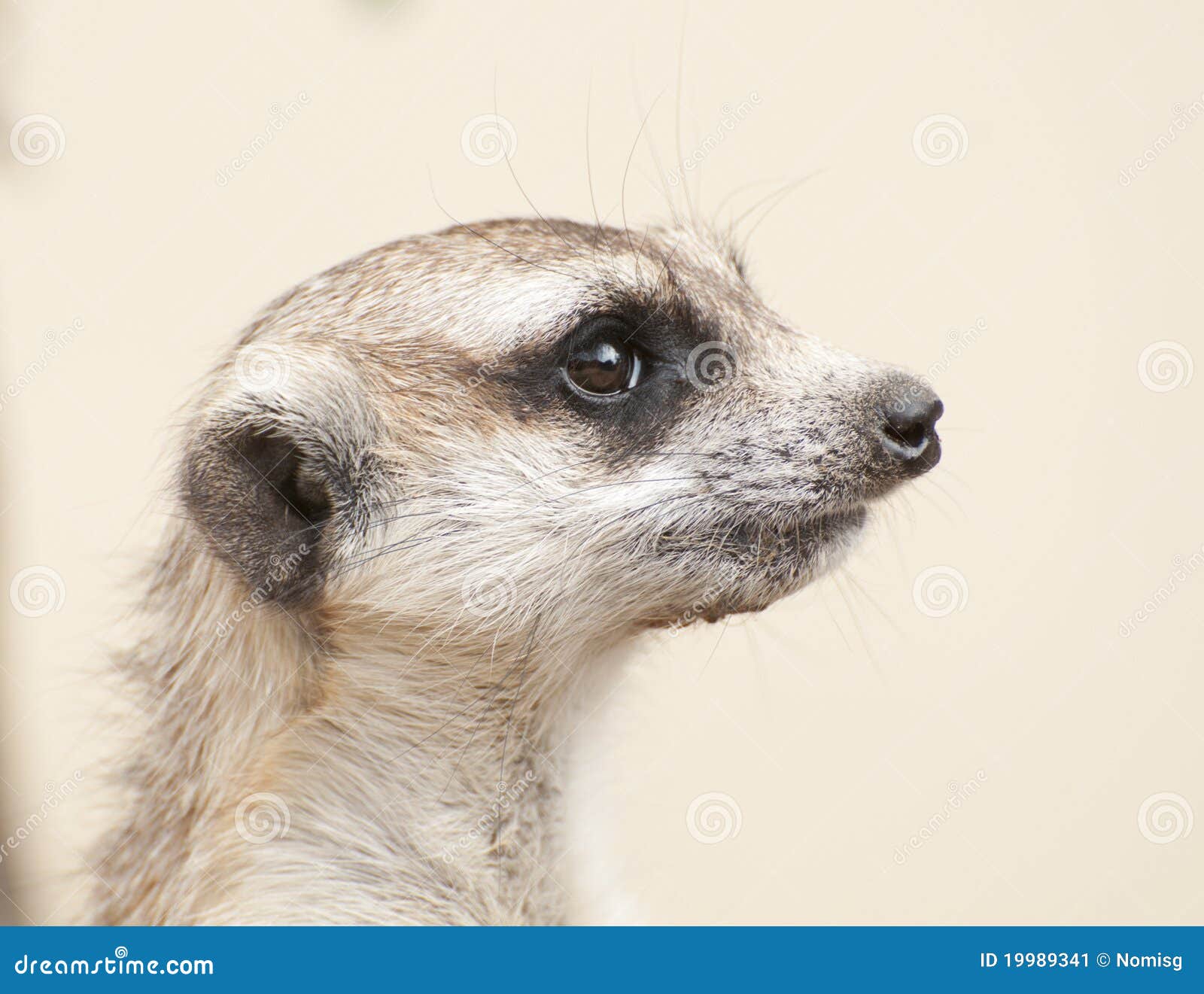 Meerkat Portrait stock image. Image of cream, background - 19989341