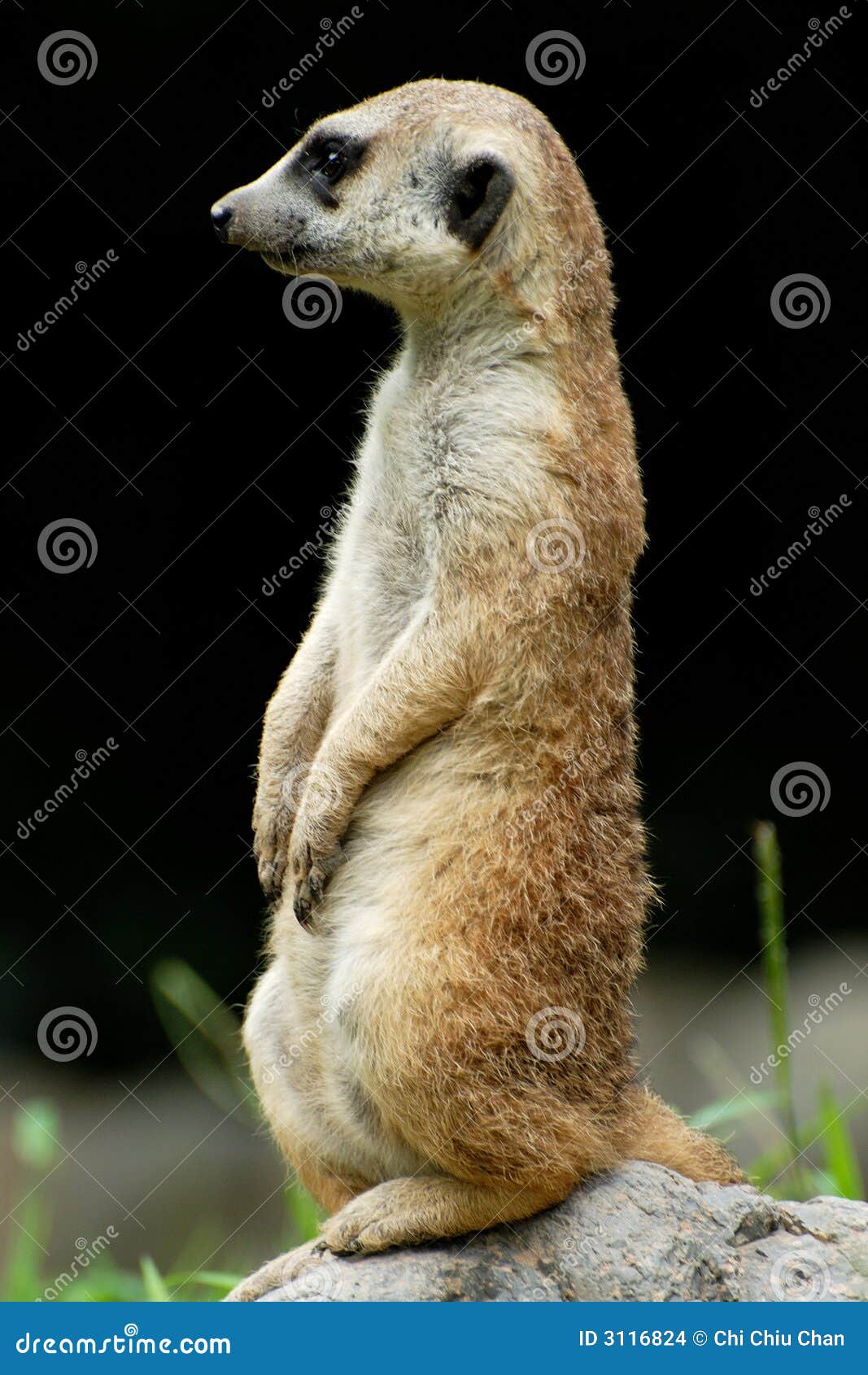 Meerkat portrait stock photo. Image of meerkat, wary, portrait - 3116824