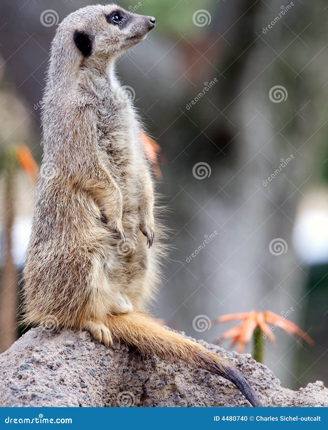 Meerkat portrait stock photo. Image of look, outdoor, africa - 4480740