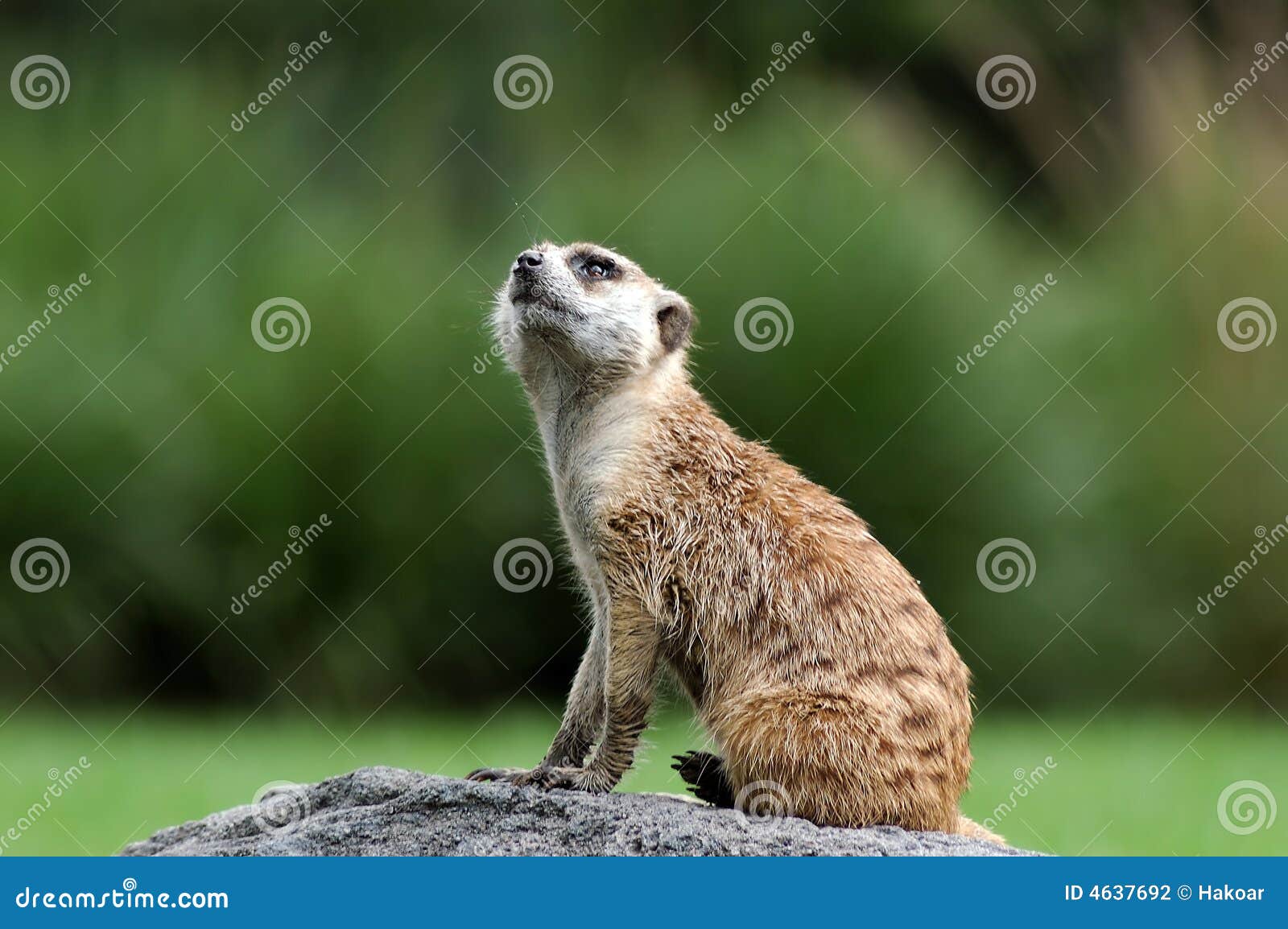 Meerkat portrait stock photo. Image of outdoor, africa - 4637692