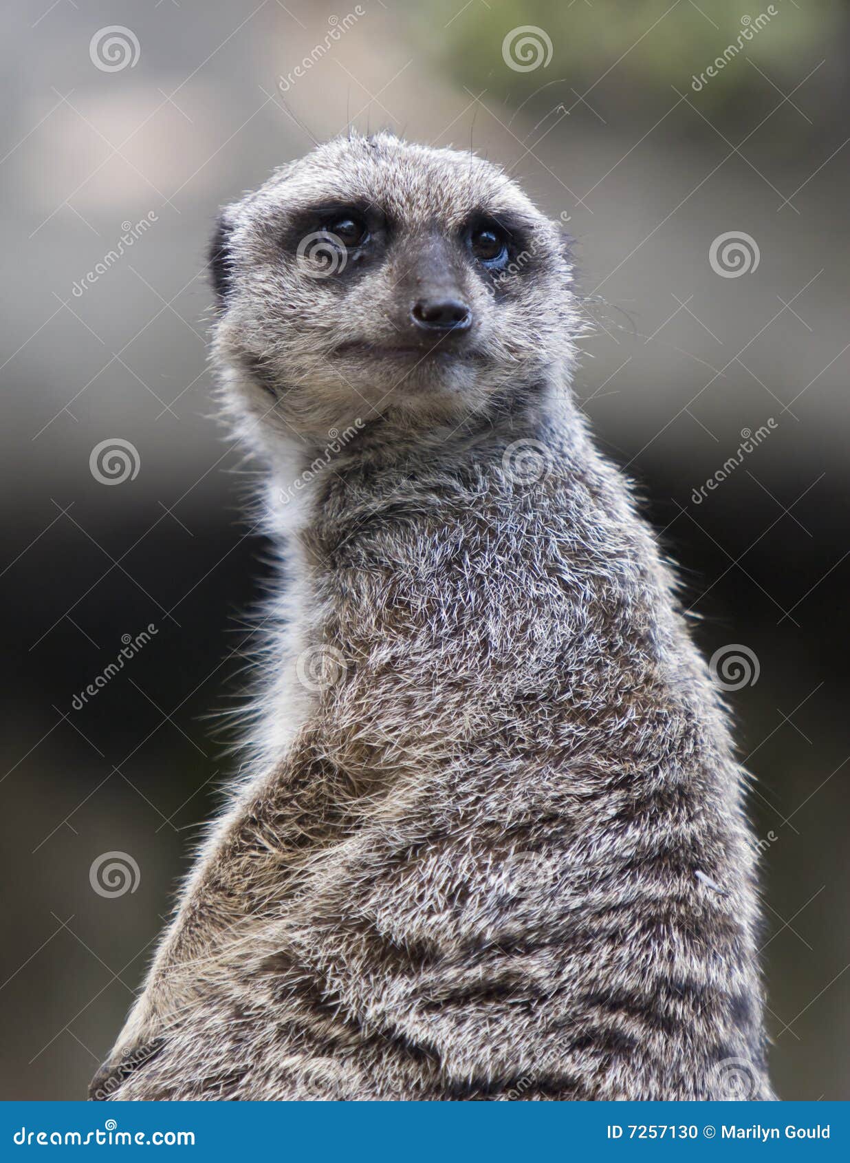 Meerkat portrait stock photo. Image of meerkat, pensive - 7257130