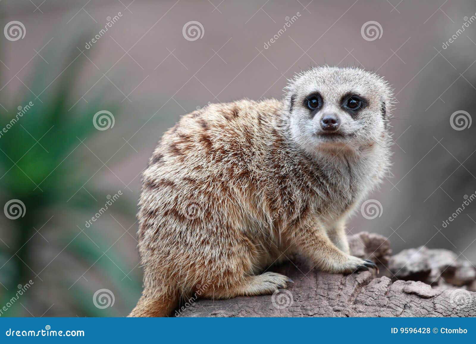 Meerkat portrait stock photo. Image of mammal, melbourne - 9596428