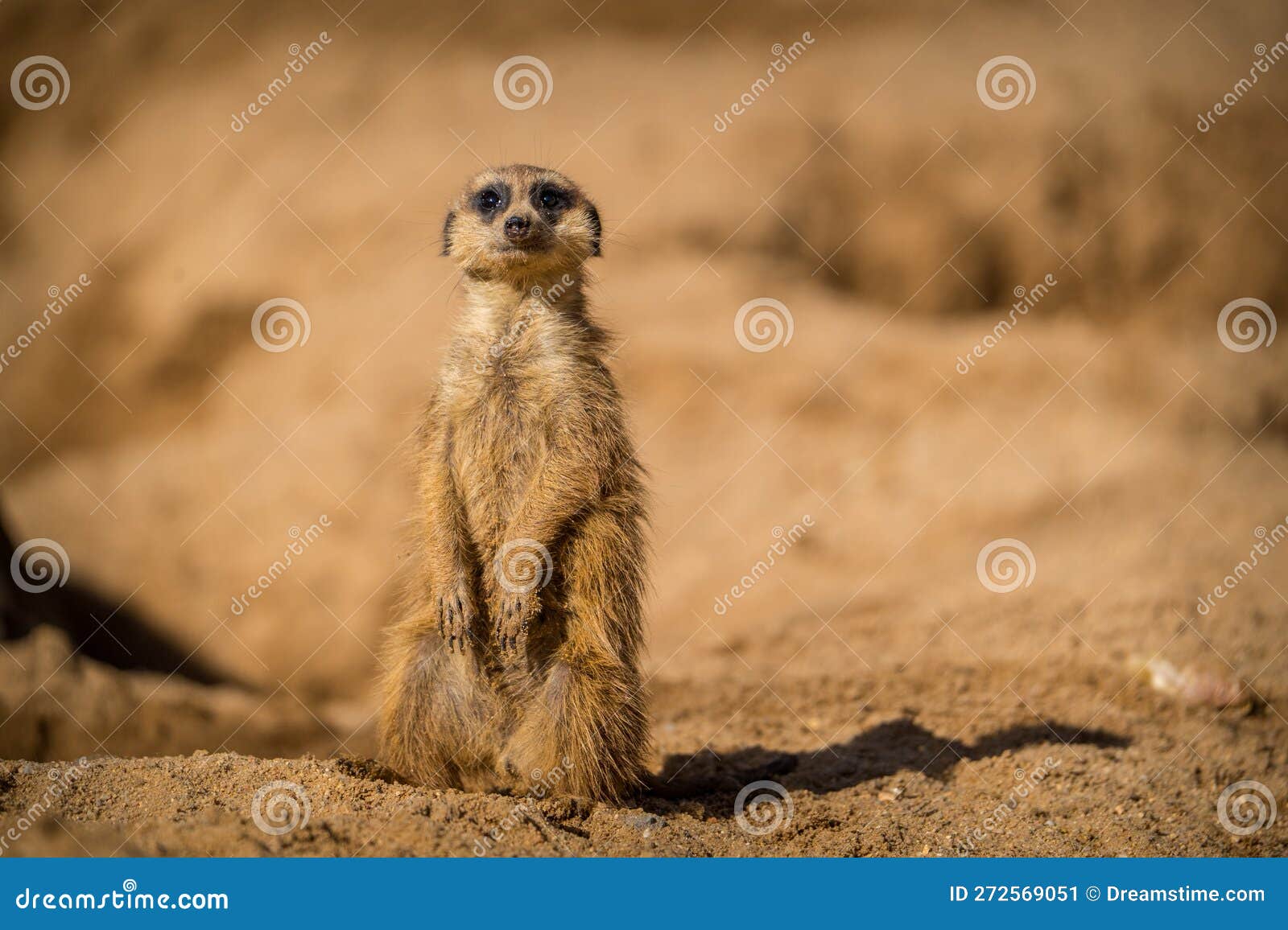 Meerkat Portrait in Nature Park Stock Image - Image of animal, small ...