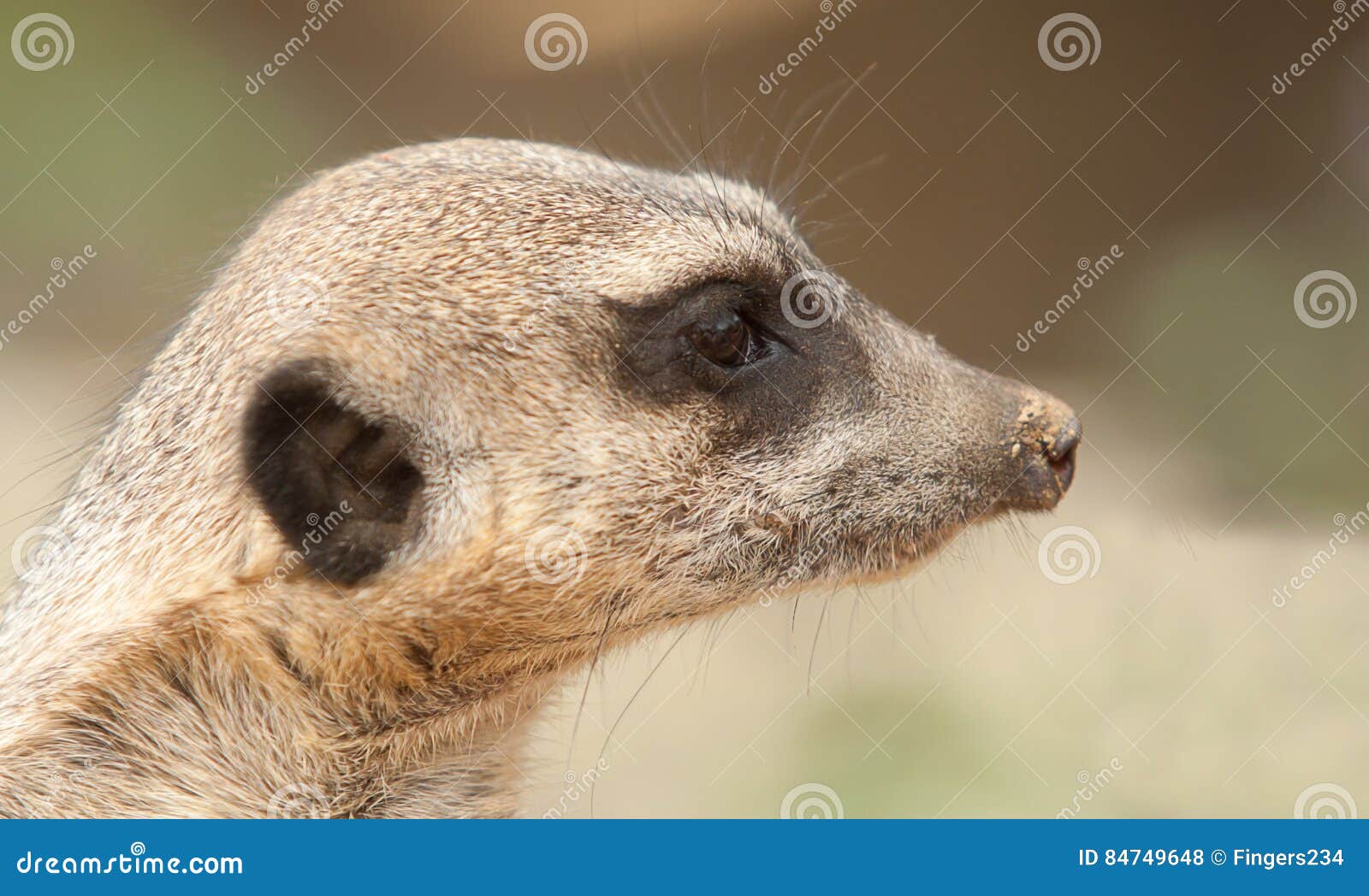 Meerkat portrait stock photo. Image of watchful, carnivore - 84749648