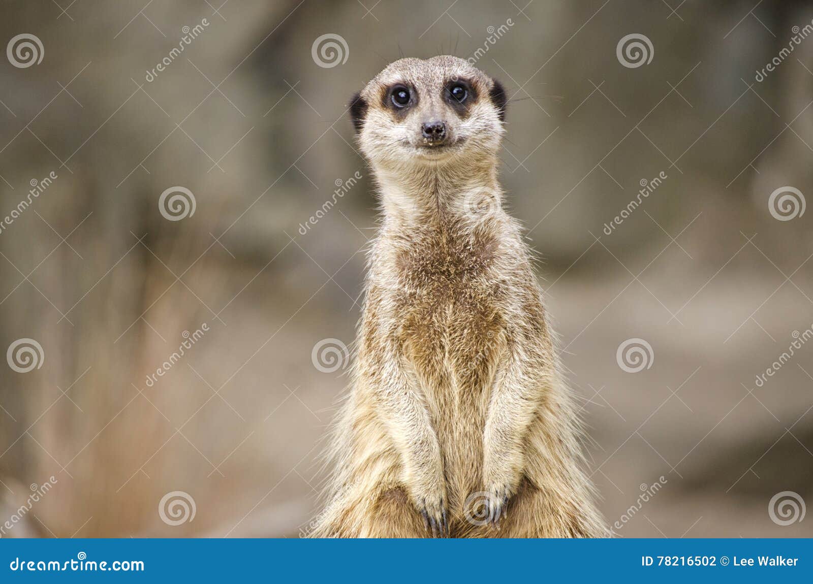 Meerkat Portrait stock photo. Image of cute, suricate - 78216502