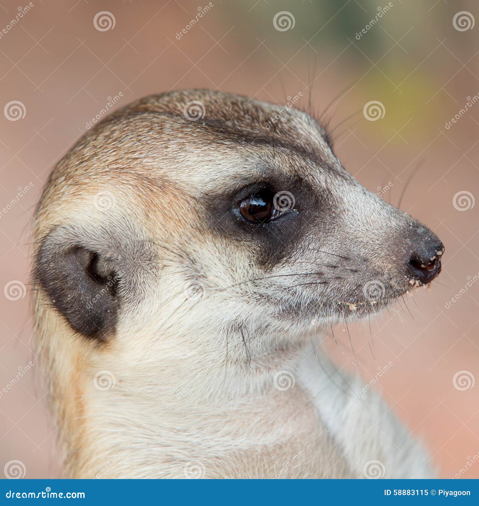 Meerkat stock image. Image of green, sentry, meercat - 58883115
