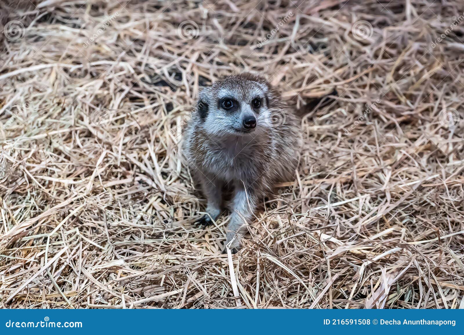Meerkat are Poses Photography Stock Photo - Image of outdoor, portrait ...