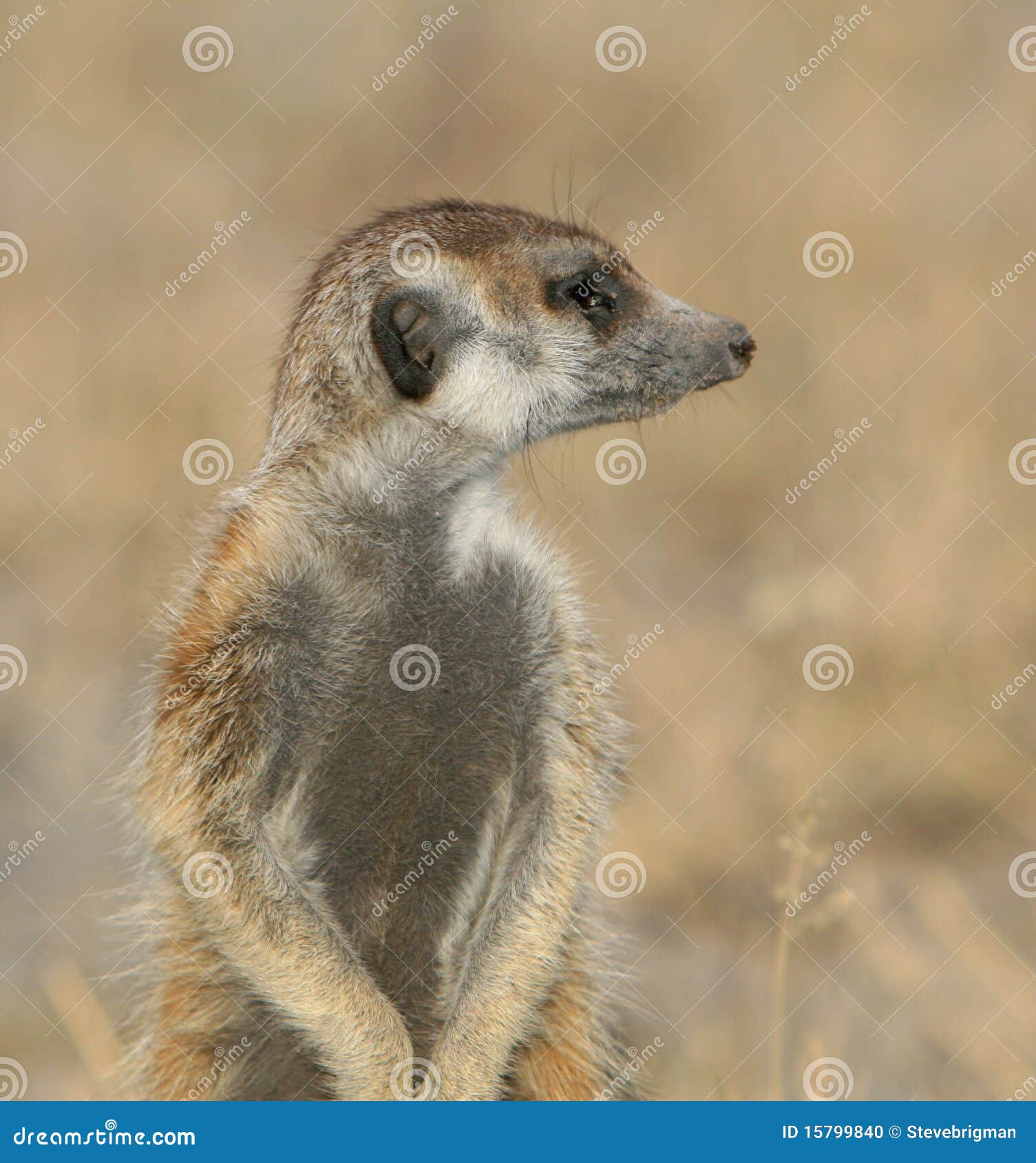 Meerkat profile stock photo. Image of wildlife, africa - 15799840 Meerkat profile stock photo. Image of wildlife, africa - 15799840