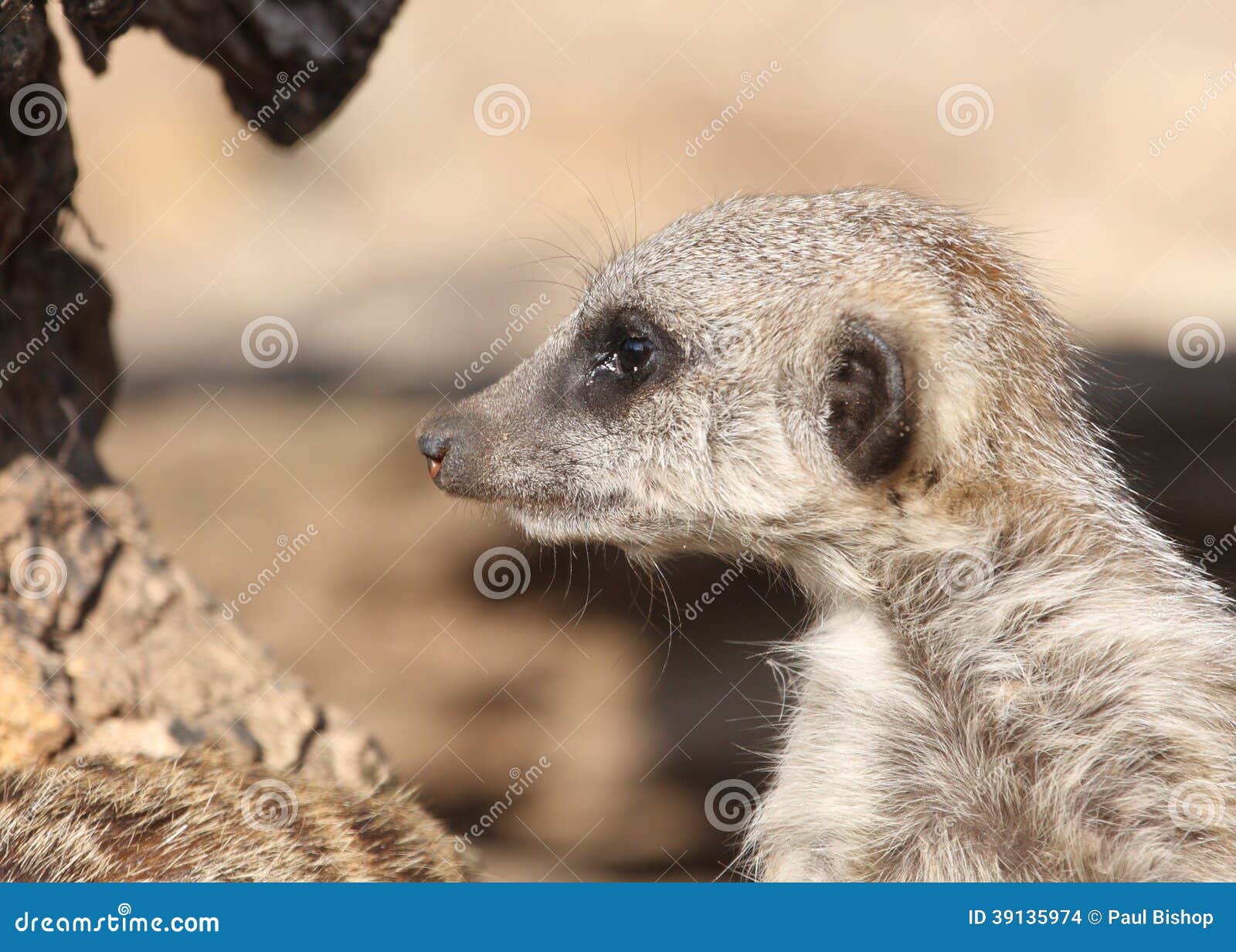 Meerkat Profile Royalty-Free Stock Photo | CartoonDealer.com #1636431