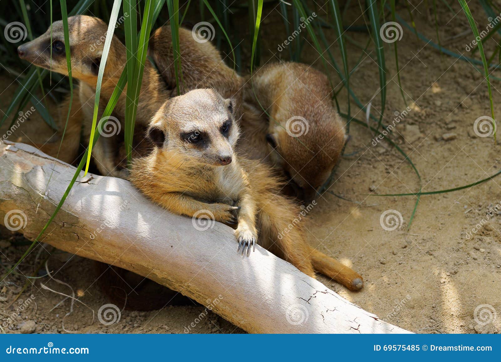 Meerkat relaxation stock image. Image of recreation, family - 69575485