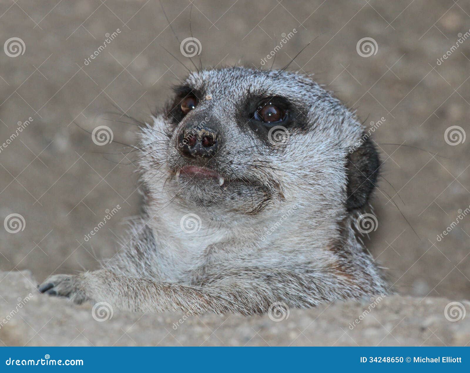 Meerkat stock photo. Image of looking, furry, background - 34248650