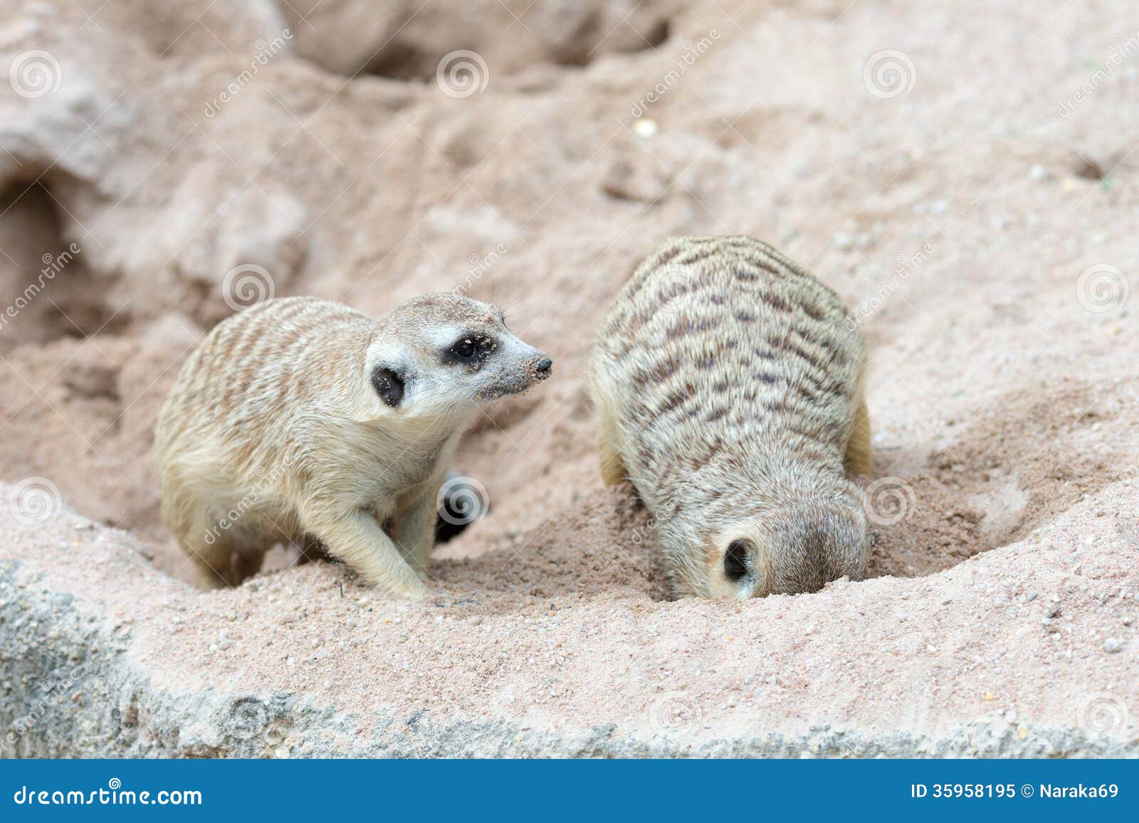 Meerkat Relaxing Day stock image. Image of small, eyes - 35958195