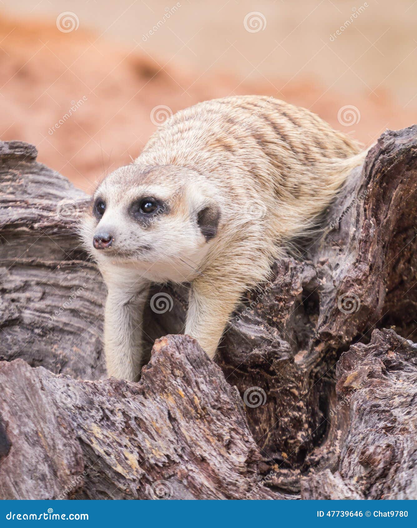 Meerkat relaxing stock photo. Image of face, relax, look - 47739646