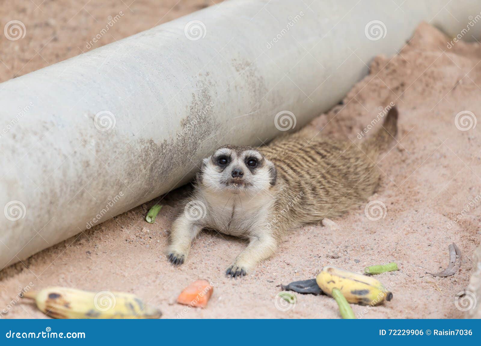 Meerkat Rest on the Ground after Eating Food. Stock Photo - Image of ...