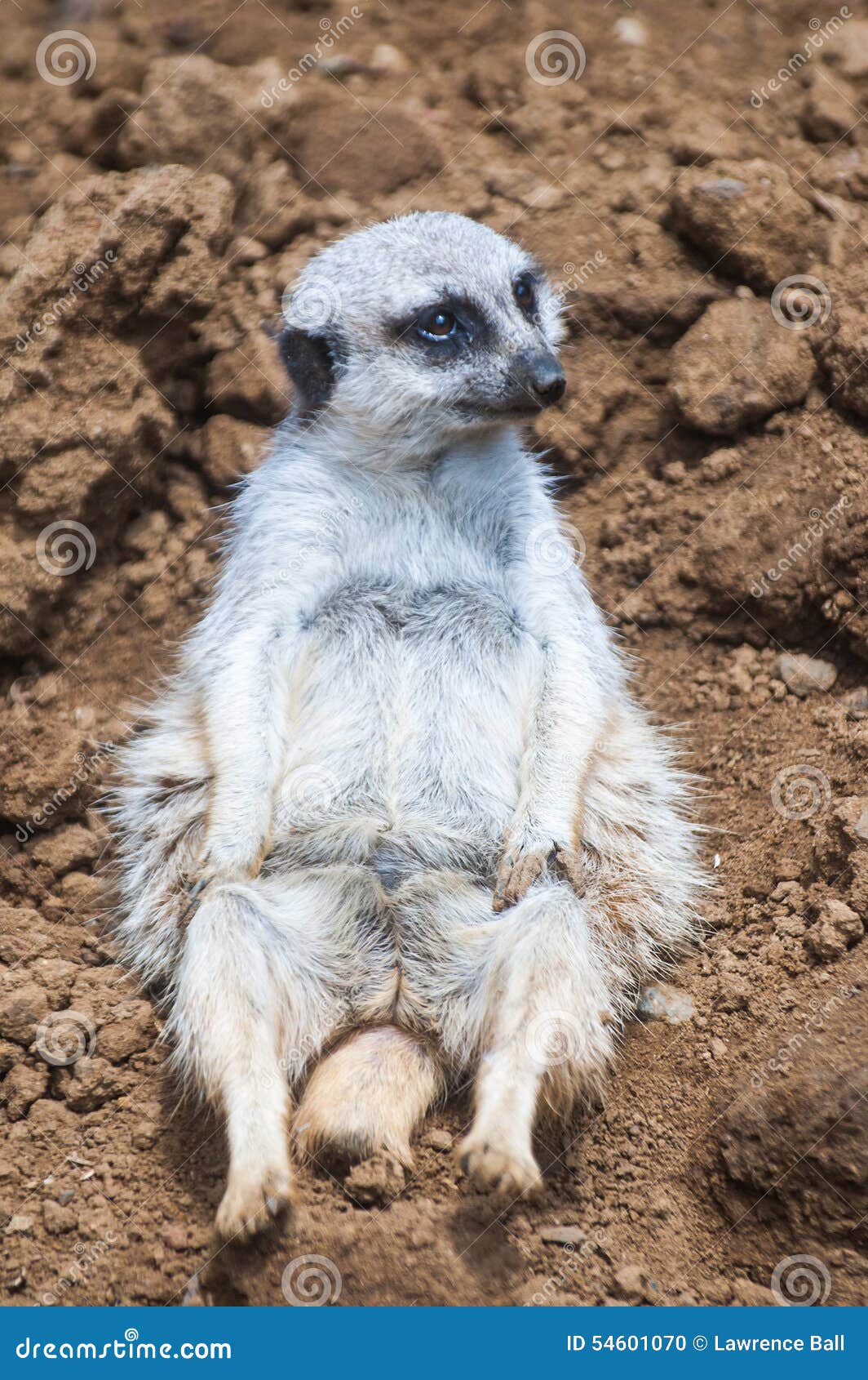 Meerkat at rest stock photo. Image of rest, meerkat, meerkats - 54601070