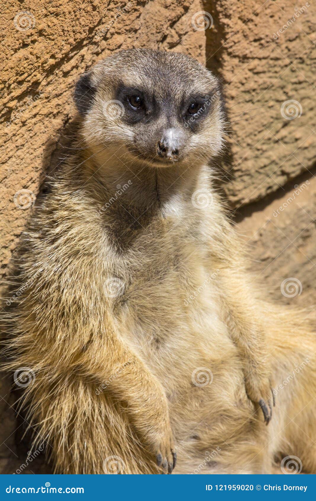 Meerkat stock photo. Image of carnivora, natural, carnivore - 121959020