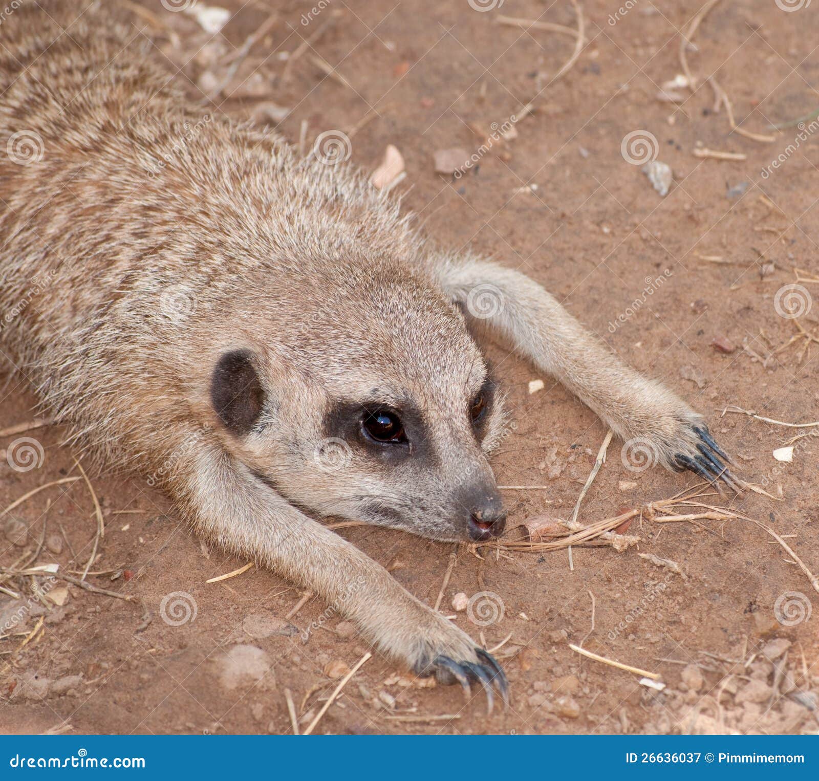 Meerkat resting on ground stock image. Image of suricata - 26636037