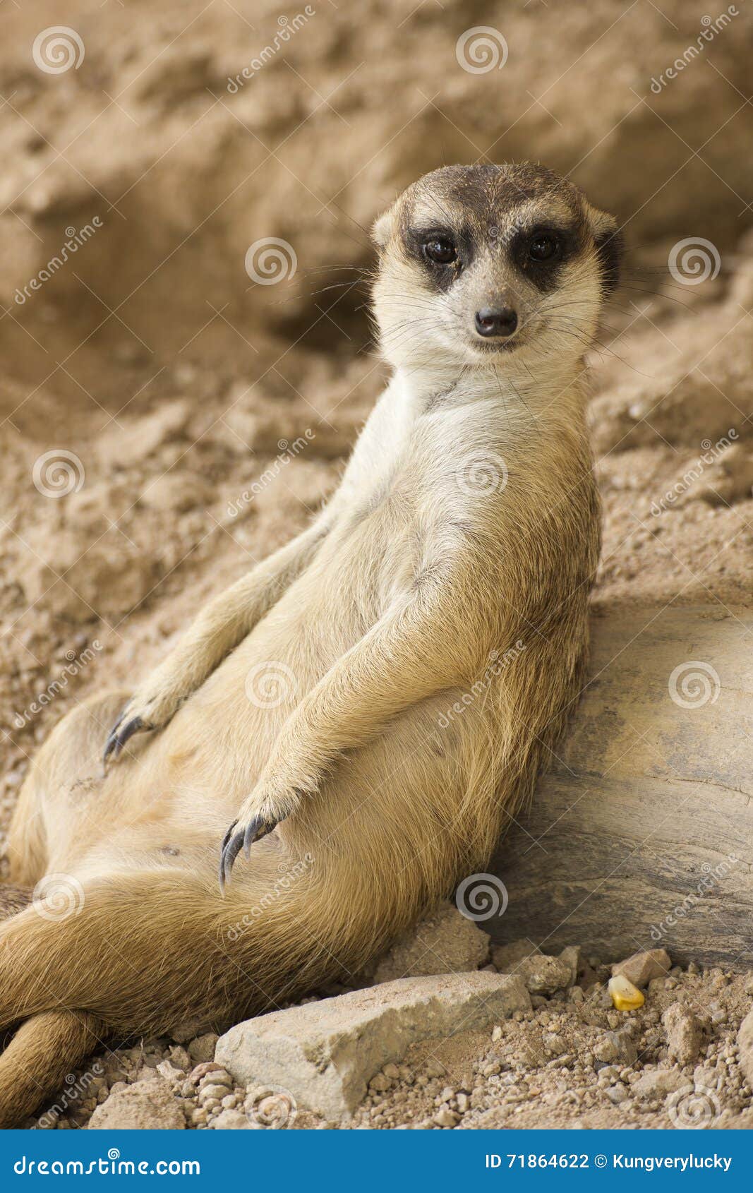 Meerkat Resting in Open Zoo of Thailand Stock Photo - Image of creature ...