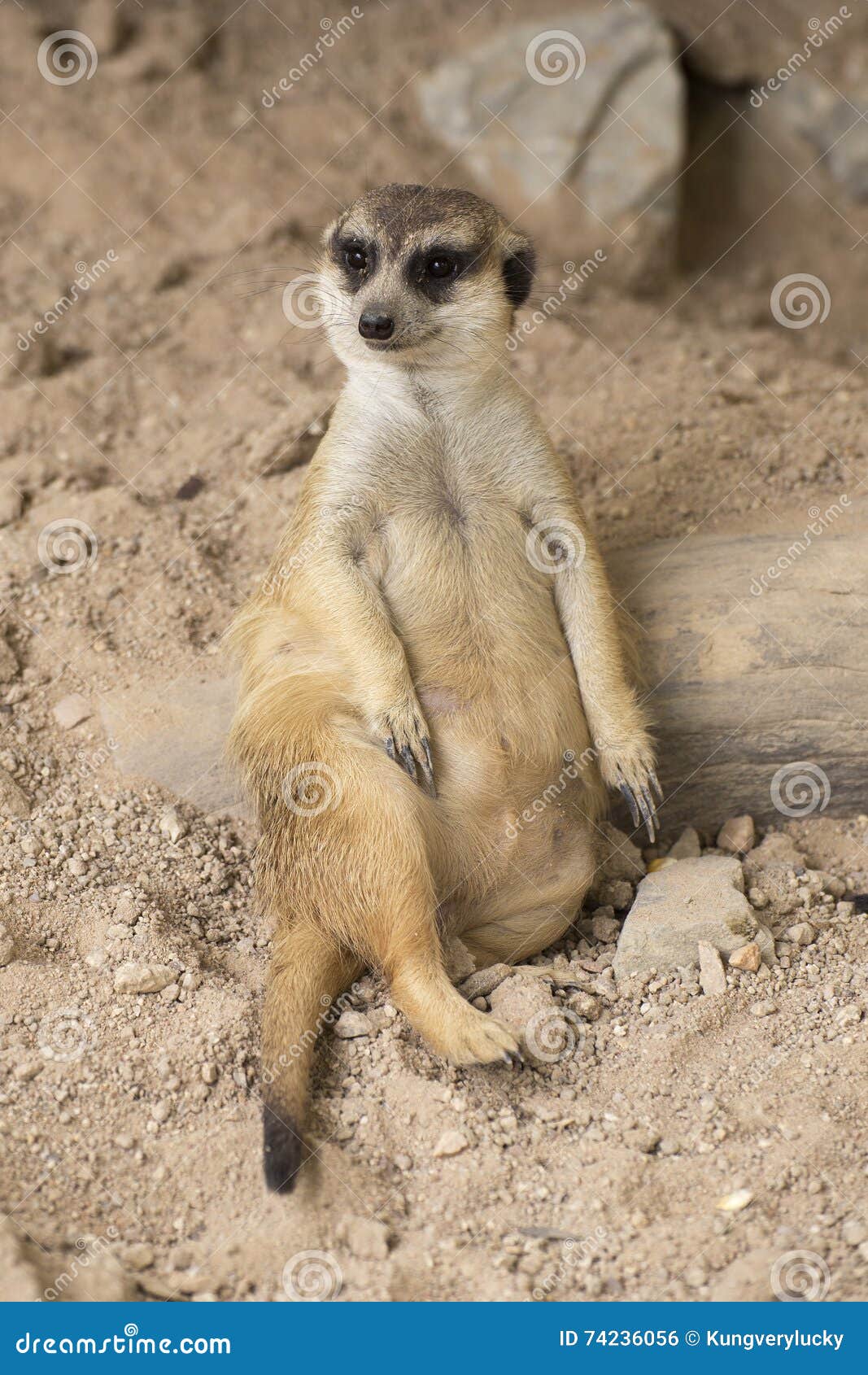Meerkat Resting in Open Zoo Stock Photo - Image of meerkat, alert: 74236056