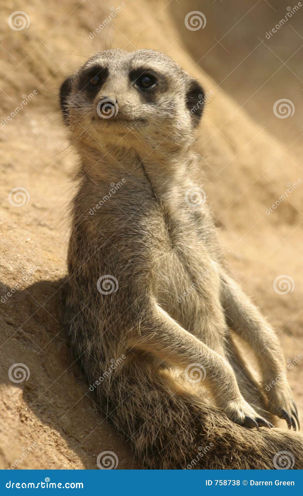 Meerkat in sun stock photo. Image of nature, bright, african - 758738