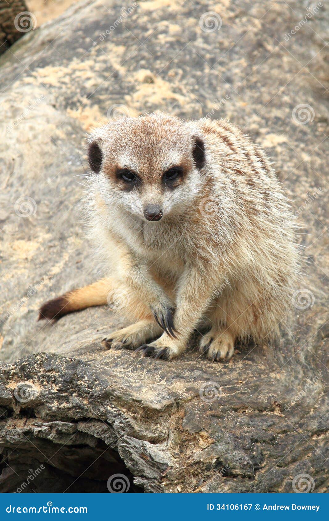 Meerkat Showing Teeth Royalty-Free Stock Photography | CartoonDealer ...