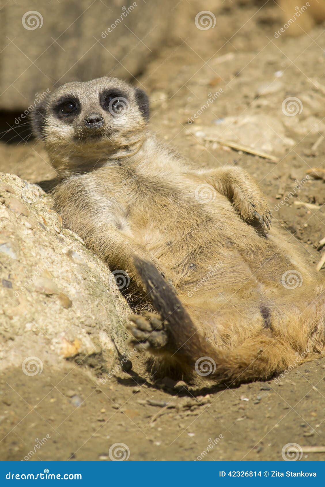 Meerkat resting on the sun stock photo. Image of small - 42326814