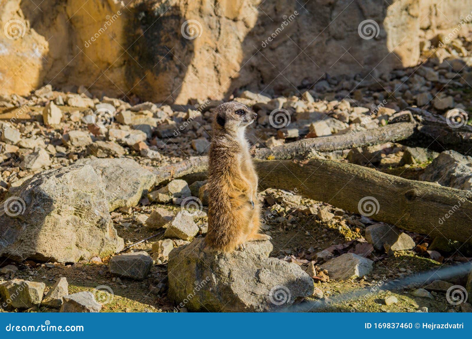 Meerkat resting in the sun stock photo. Image of animal - 169837460