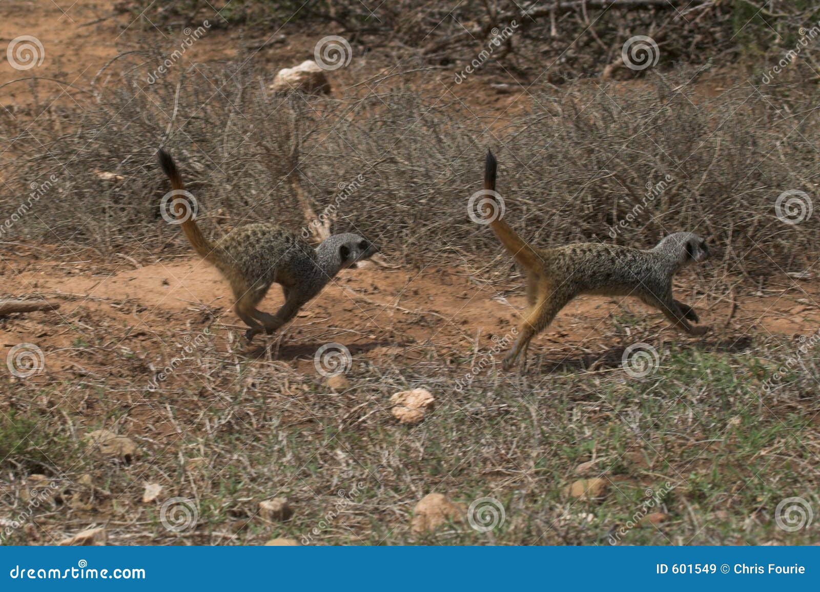 Meerkat running stock image. Image of wildlife, family - 601549