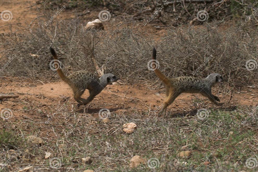 Meerkat running stock image. Image of wildlife, family - 601549