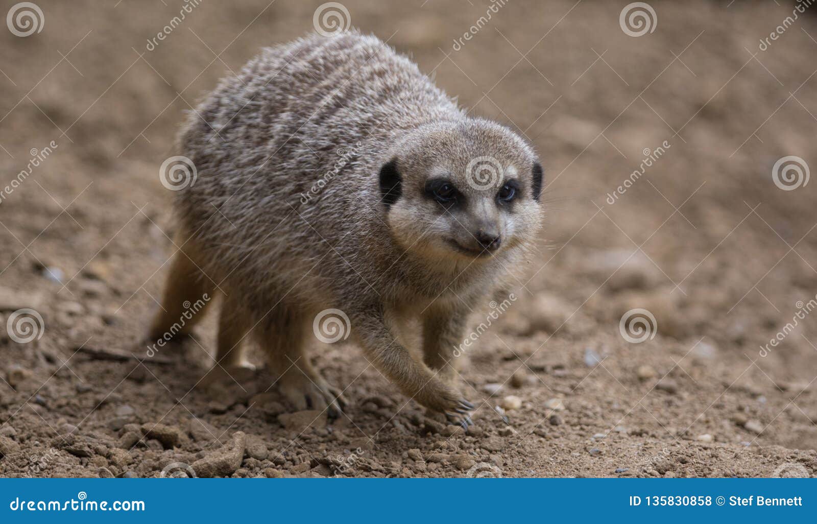 Meerkat stock photo. Image of eyed, meerkats, hanging - 135830858