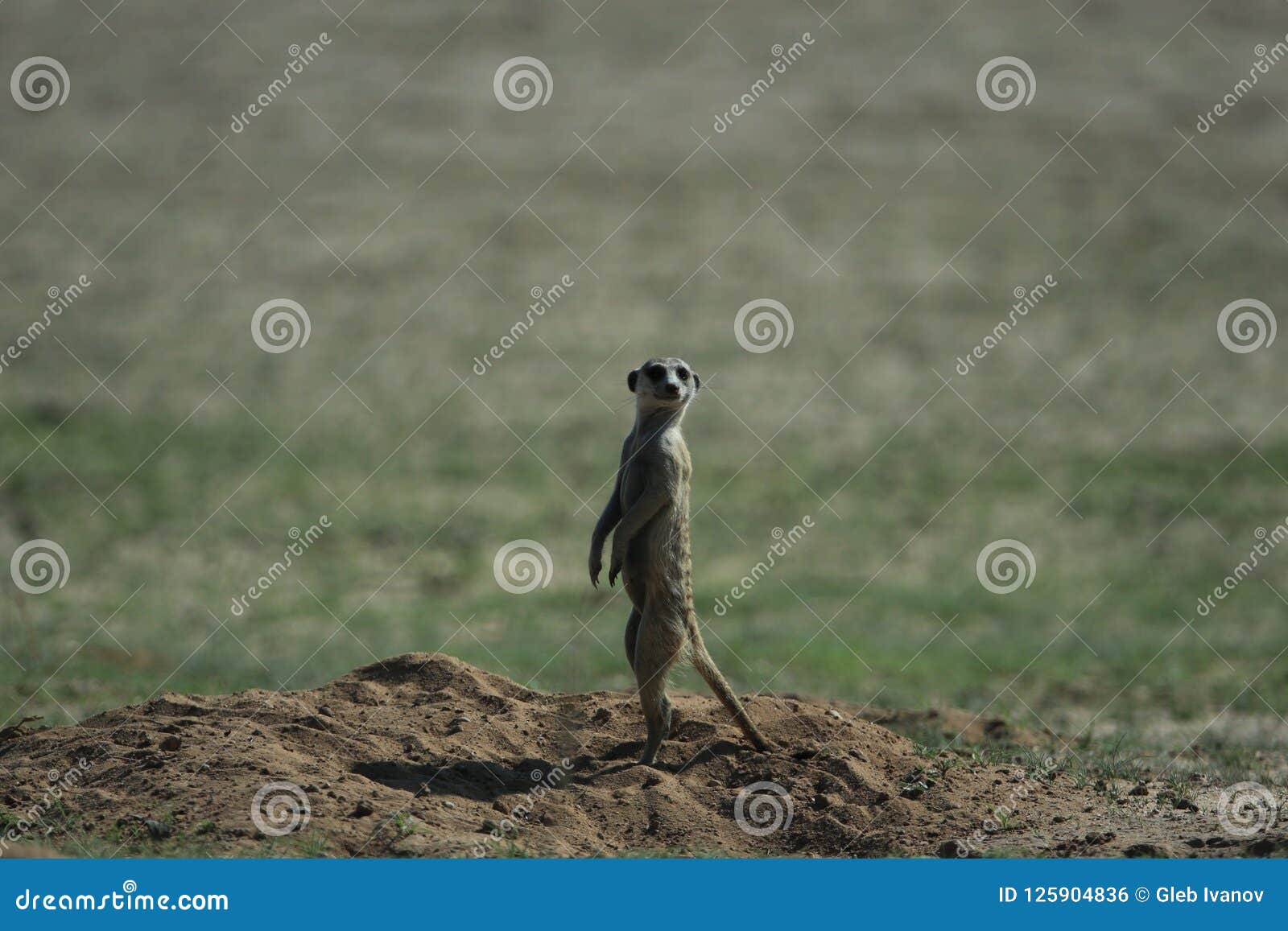 Meerkat in Savannah in Namibia Stock Photo - Image of nature, namibia ...