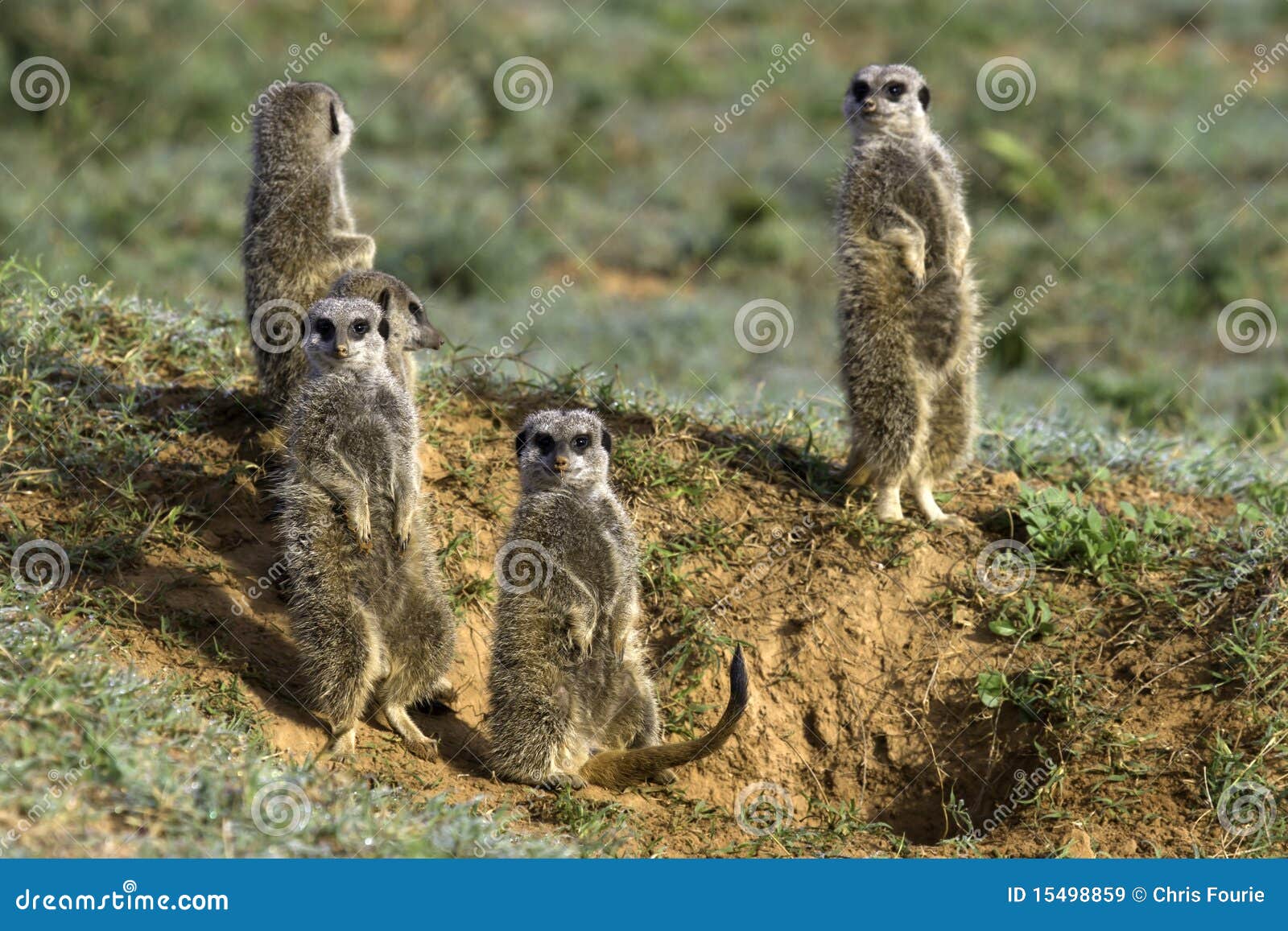 Meerkat Scouts stock image. Image of curious, family - 15498859