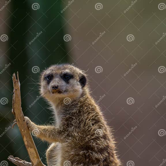 Meerkat security stock photo. Image of suricata, holding - 42765220