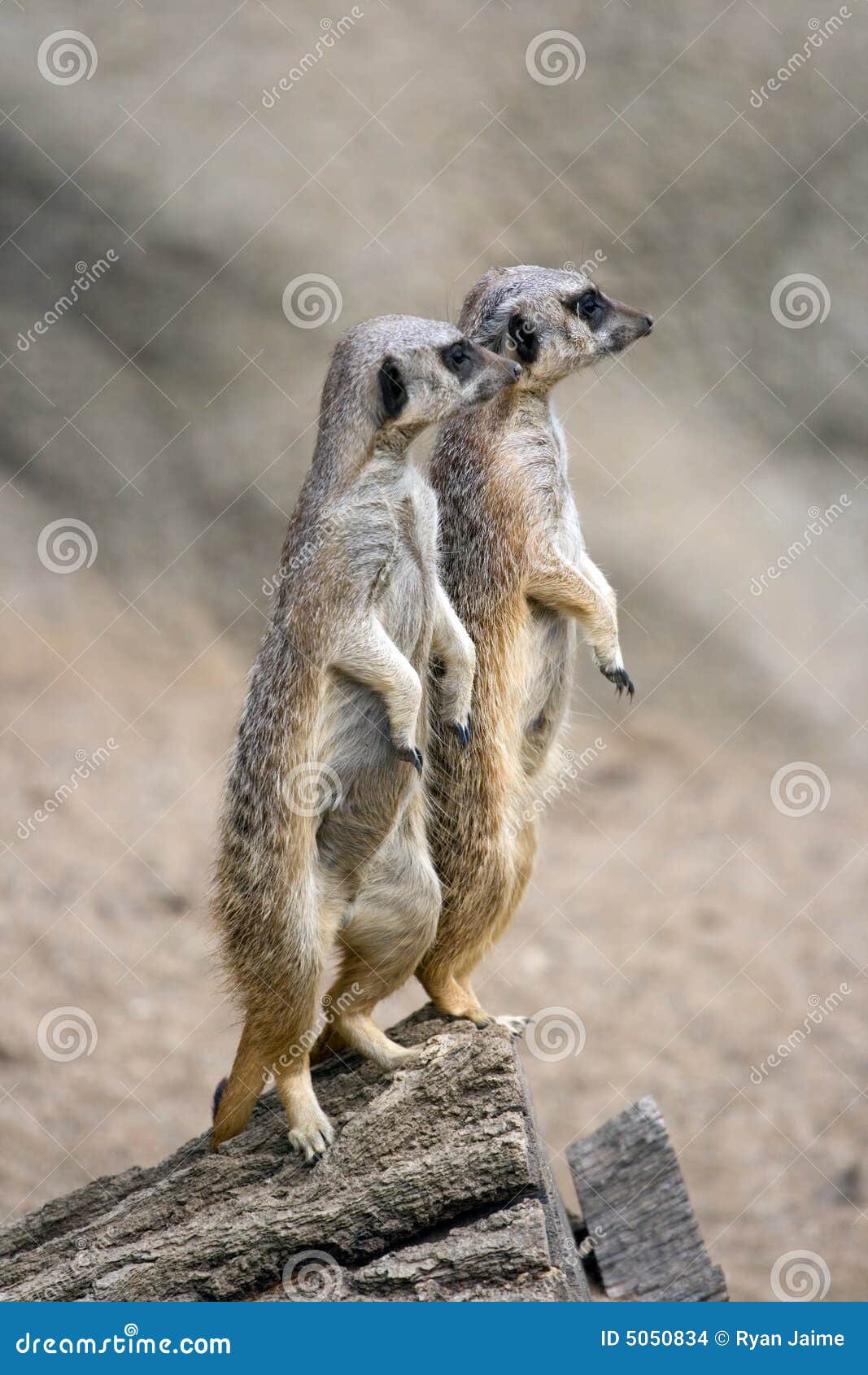 Meerkat Sentries stock photo. Image of desert, young, animal - 5050834