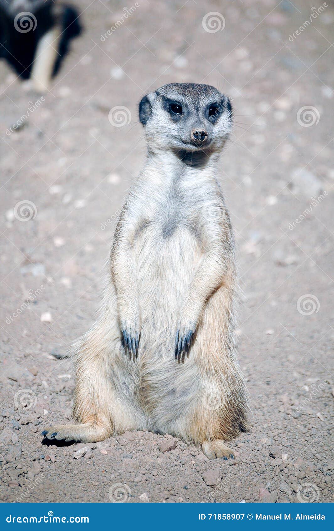 Meerkat stock image. Image of mammals, suricate, smile - 71858907