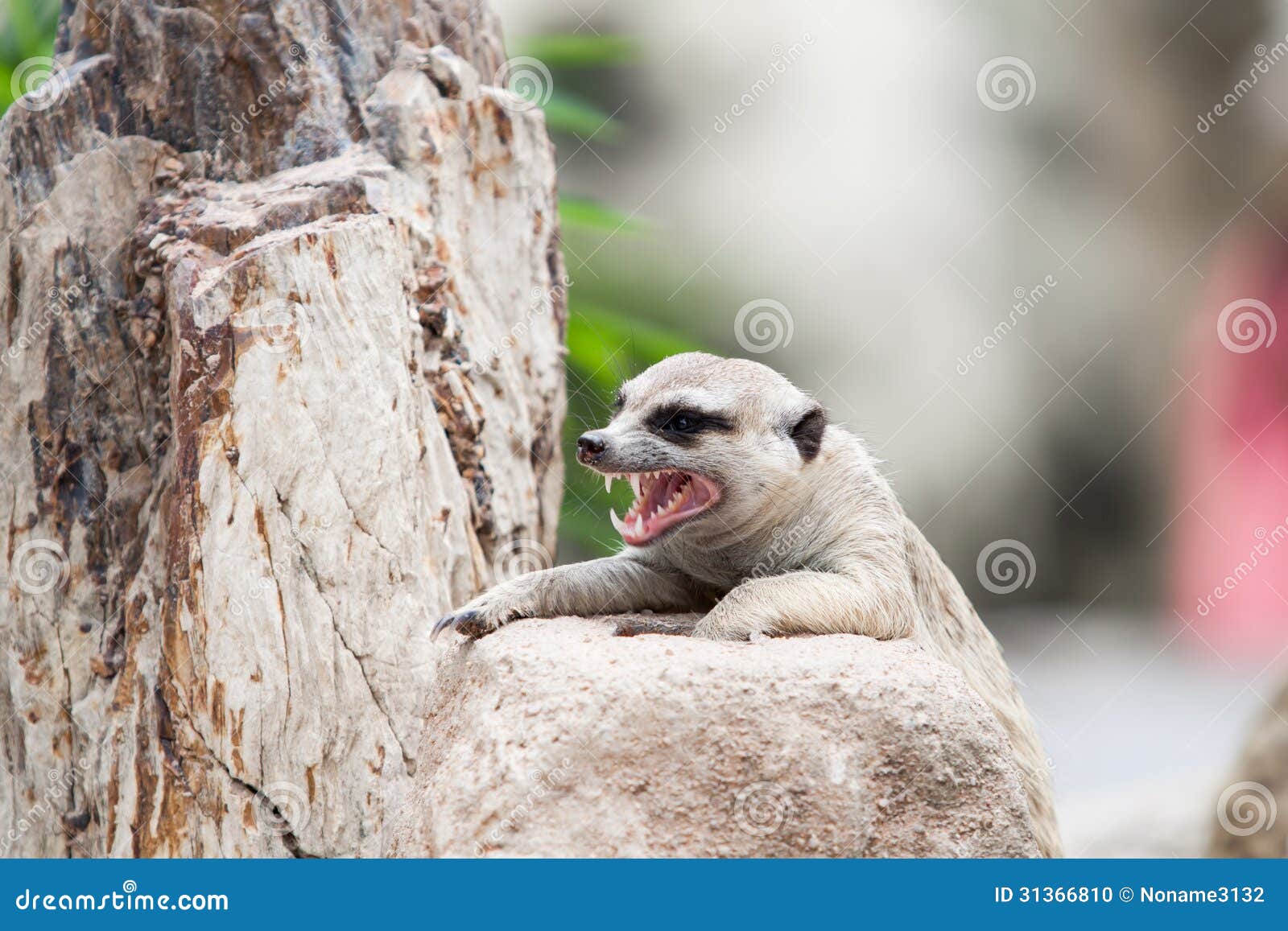 Meerkat stock photo. Image of creature, guard, hair, longleat - 31366810