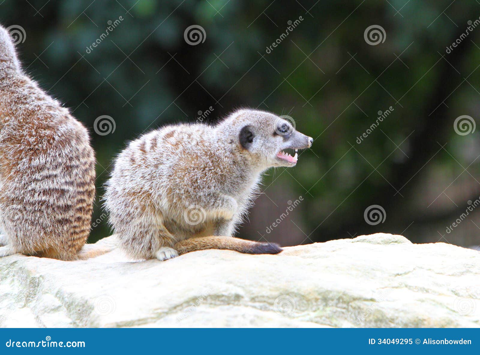 Meerkat Showing Teeth Royalty-Free Stock Photography | CartoonDealer ...