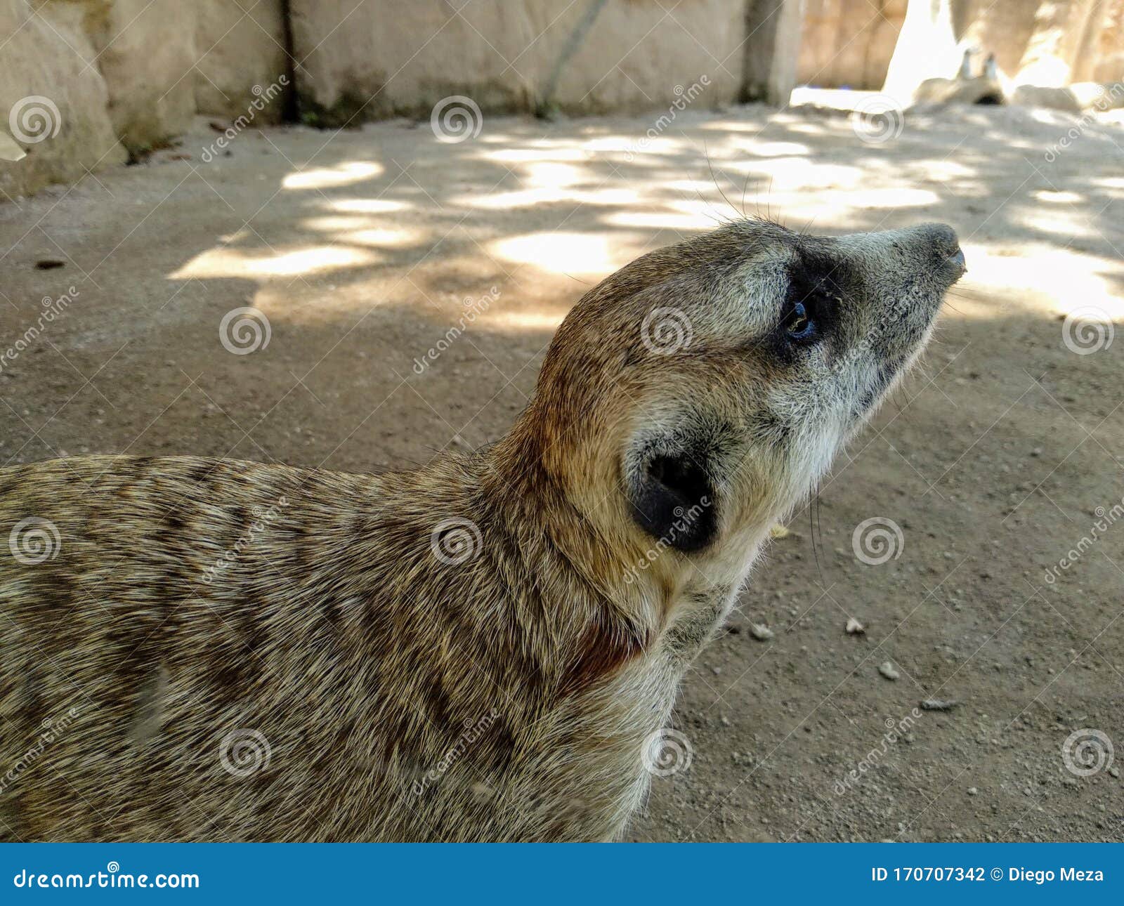 Meerkat side view stock photo. Image of meerkat, exotic - 170707342