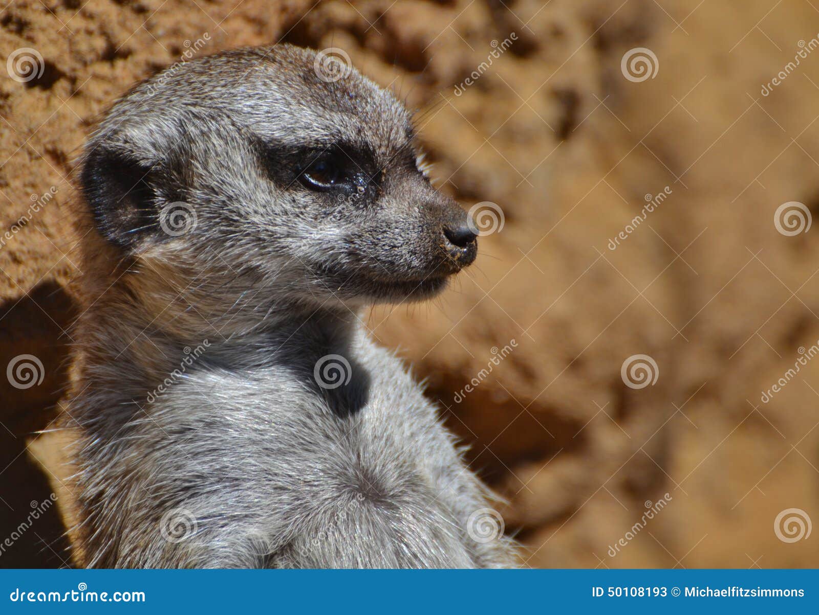 Meerkat stock image. Image of animal, nature, mammal - 50108193
