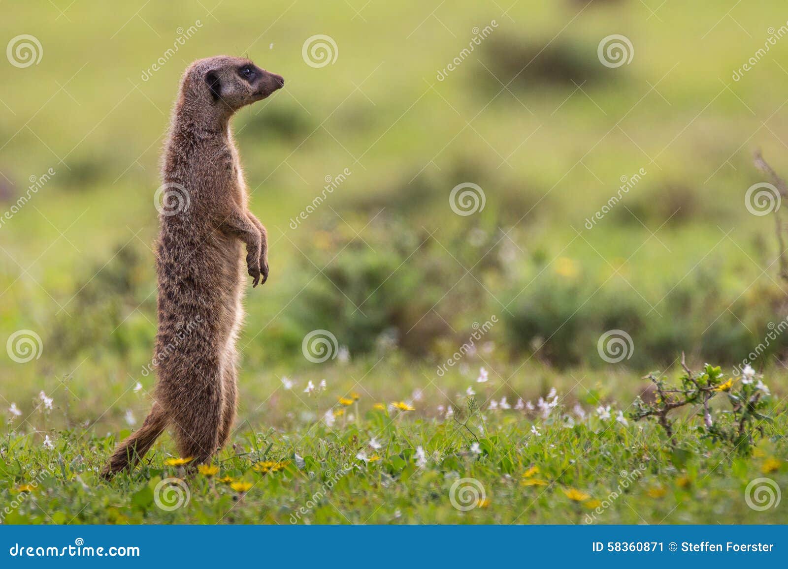 Meerkat Simple Se Tenant Droit Image stock - Image du rester ...