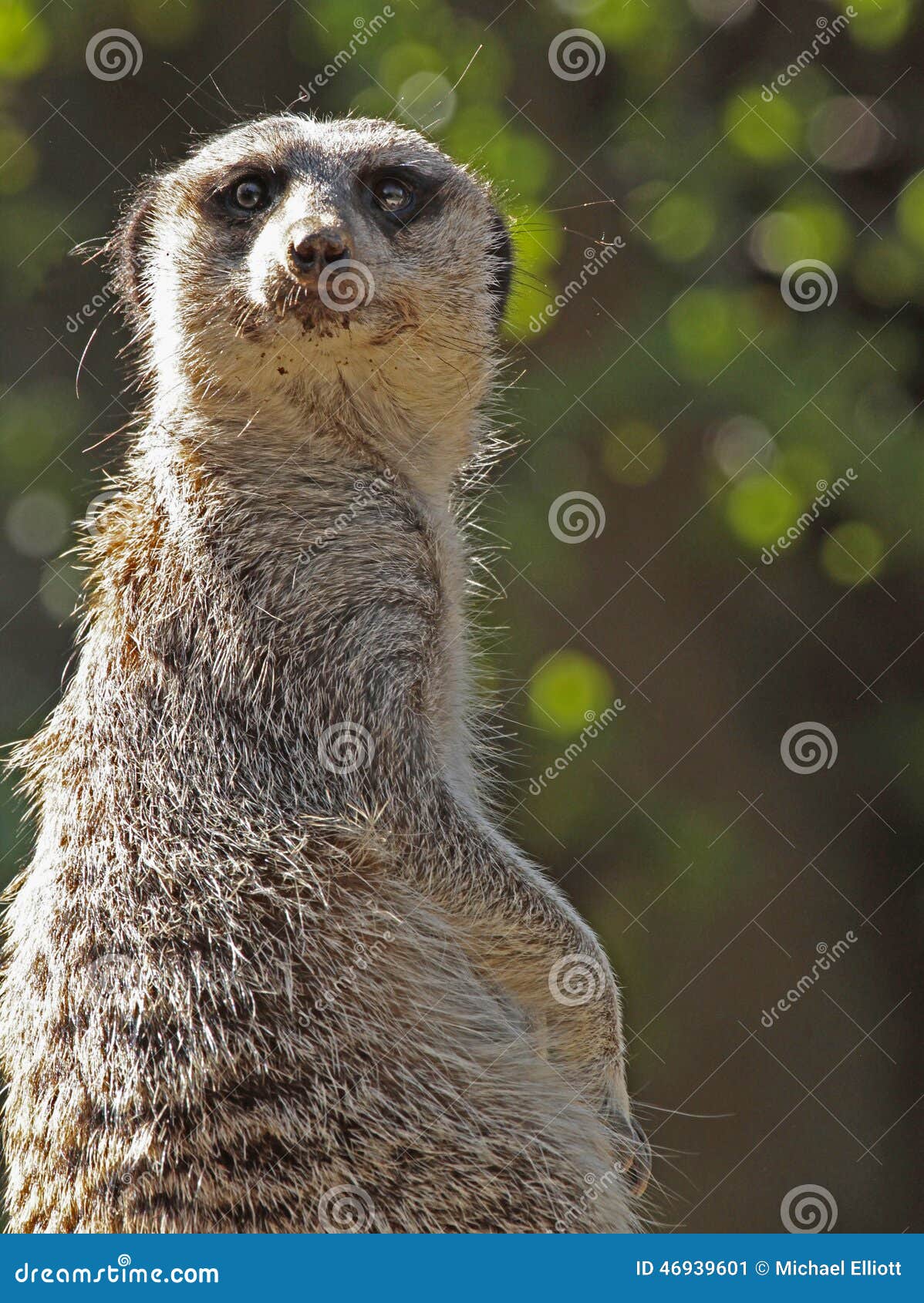 Meerkat stock image. Image of green, brown, carnivore - 46939601