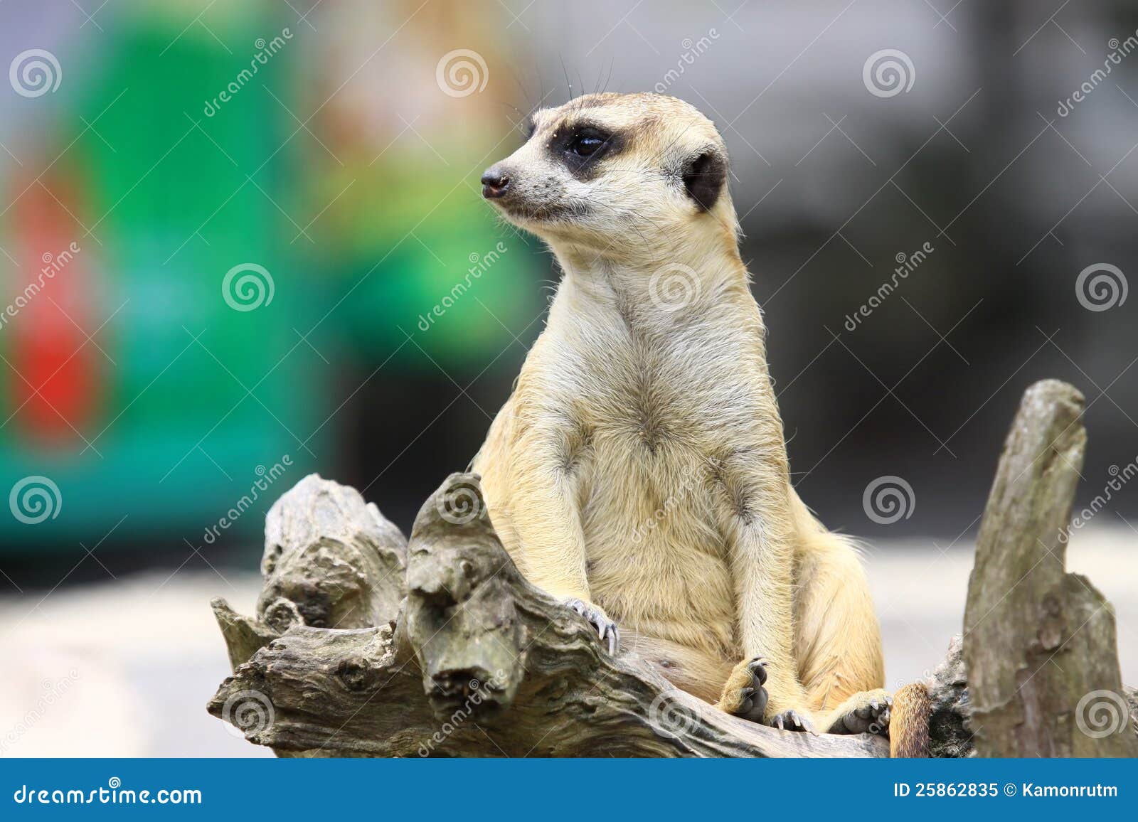 Meerkat sit Watching stock image. Image of desert, adapted - 25862835