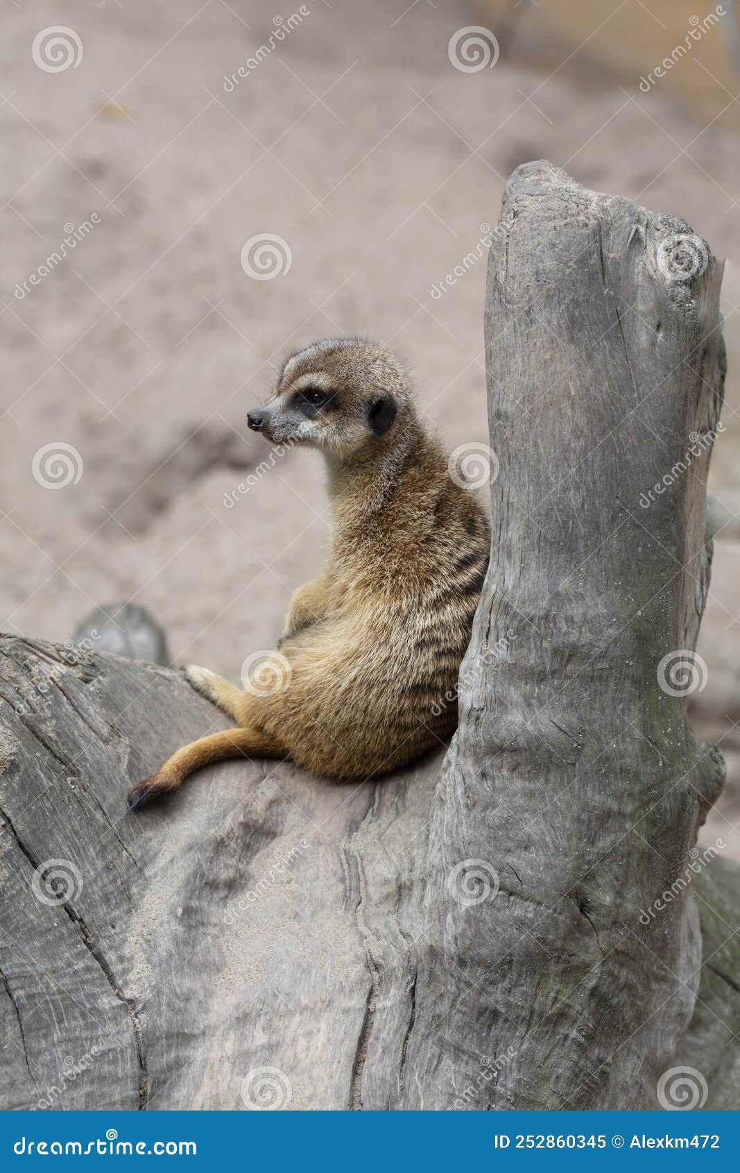 Meerkat sits on a dry tree stock image. Image of looks - 252860345